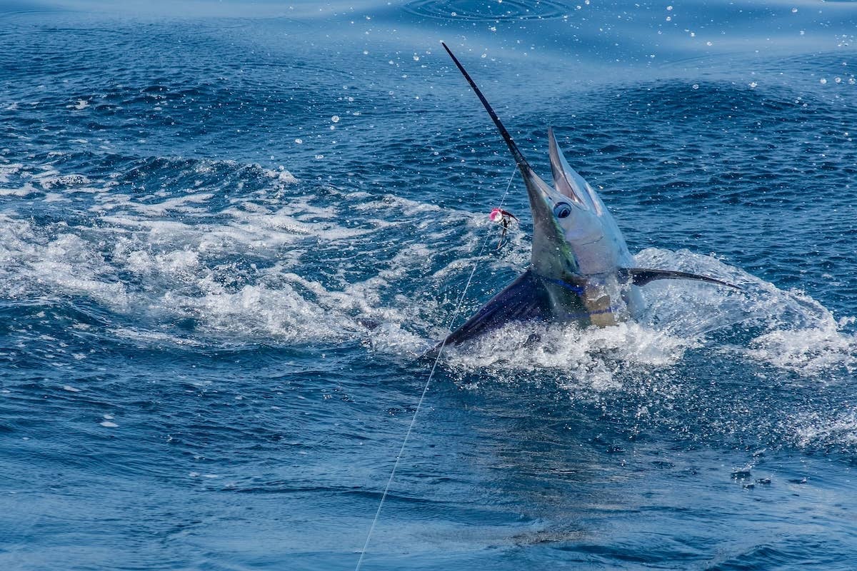 Gigantic Nearly 500 Pound Swordfish Caught Off Florida Keys - Parade Pets