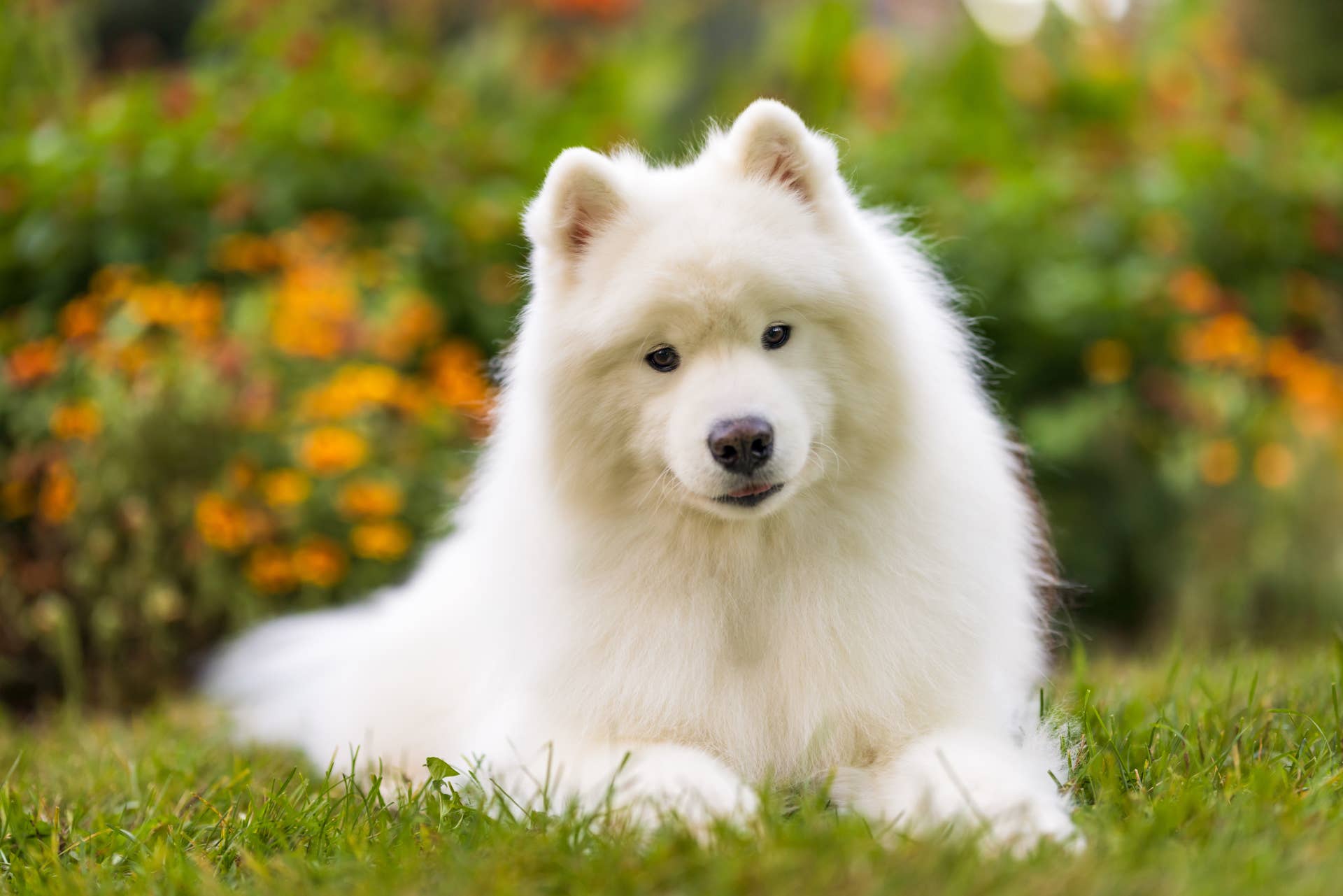 Samoyed Meets Baby on NYC Street and Quickly Gives Him 'Shake' - Parade ...