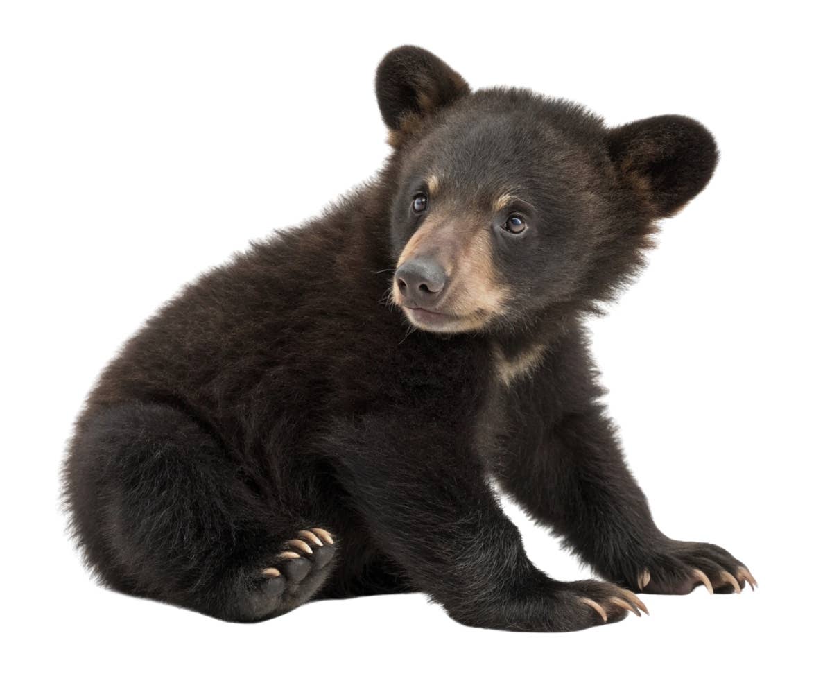 Tiny Bear Cub Rescued By NJ State Police Has the Entire Internet ...