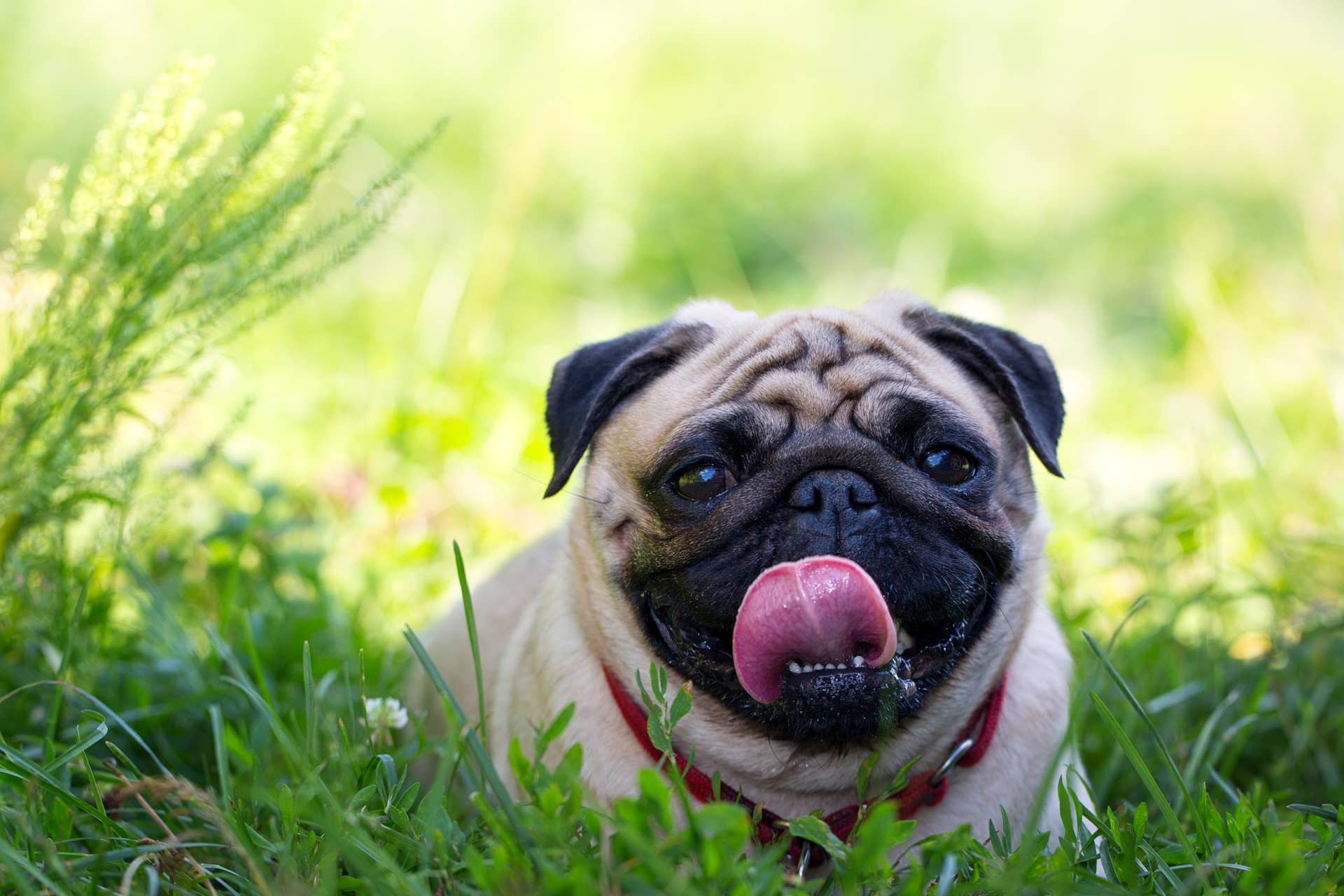 Pugs: Cute Photos, Funny Moments, and Big Personalities - Parade Pets