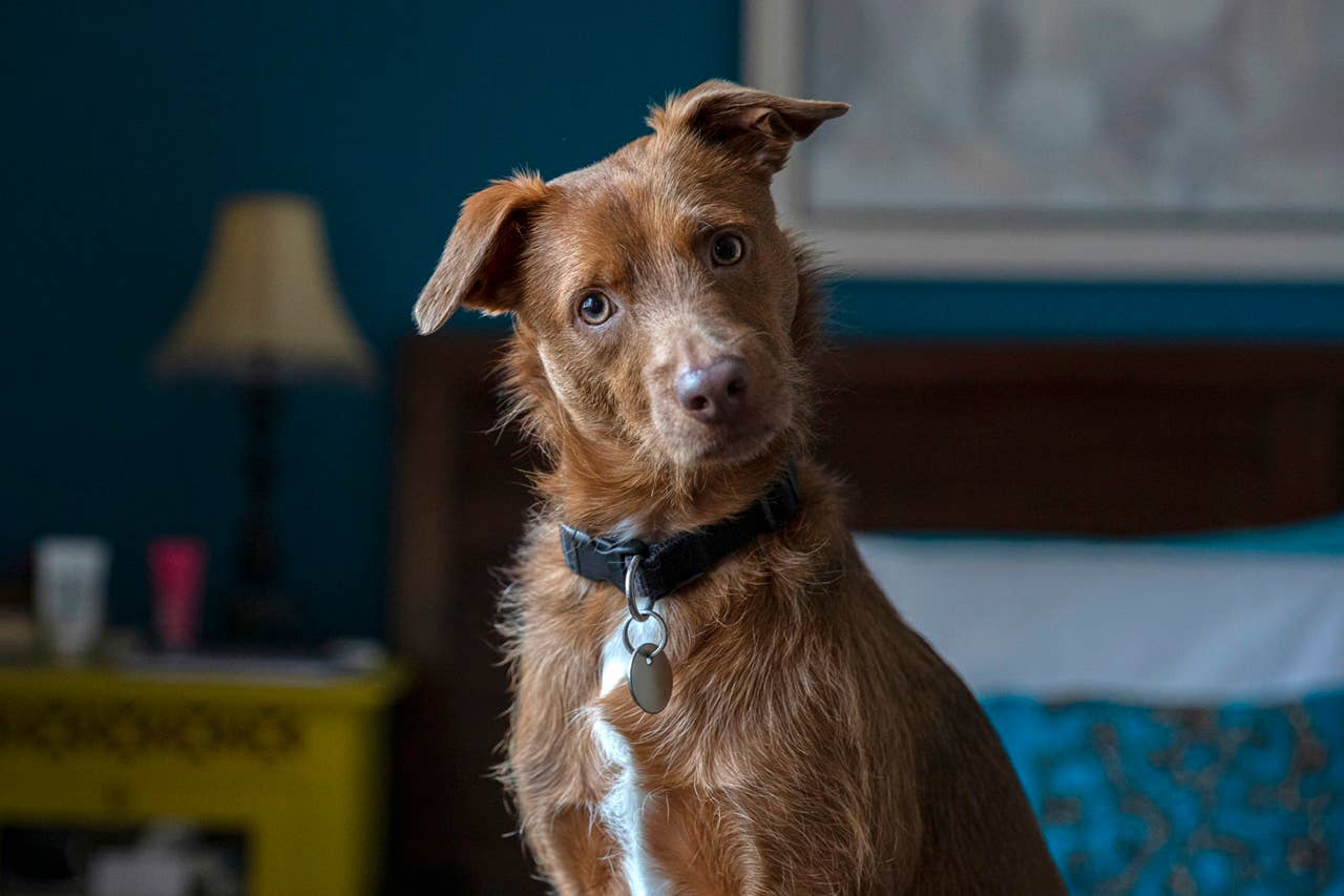DIY Calming Dog Treats for Fireworks Anxiety - Parade Pets