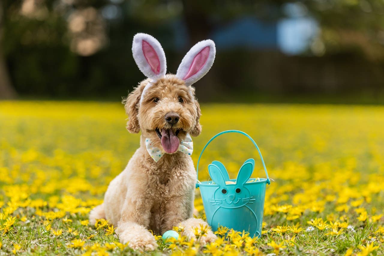 31 Adorable Easter Puppy Photos That Will Melt Your Heart - Parade Pets