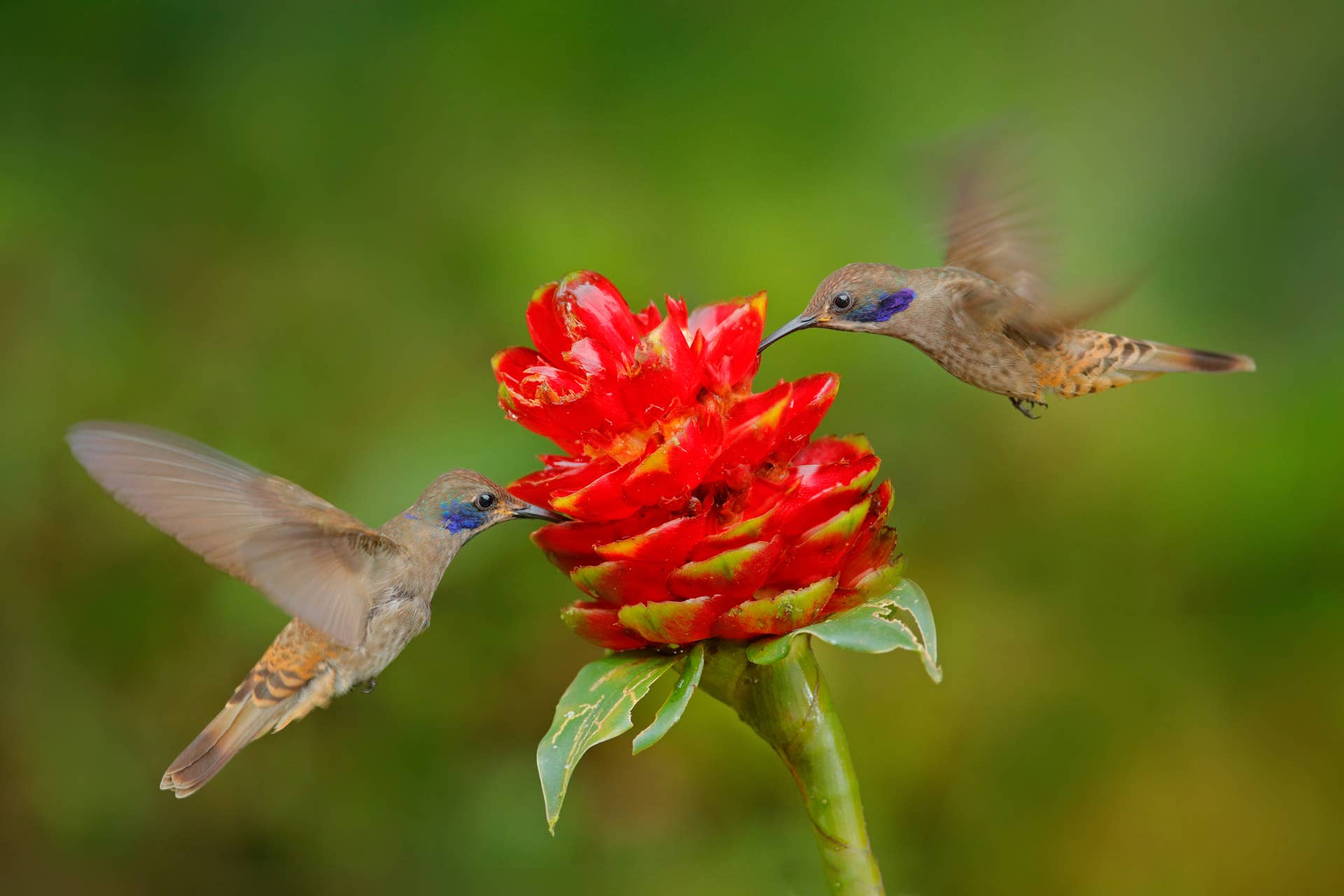 Hummingbird Migration Is Underway—Track Their Spring Return on This Map ...