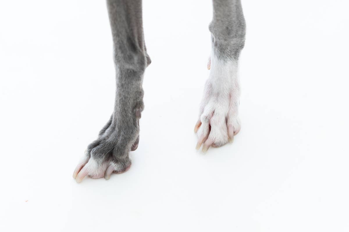 Pet and Animal News - Parade Pets