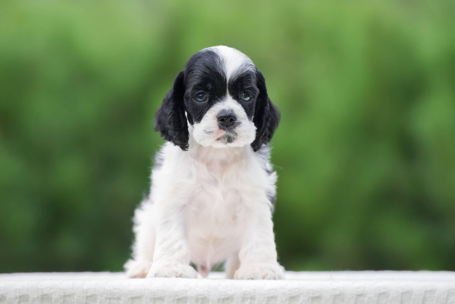 Tiny Cocker Spaniel Gets the Cutest Tracking Device—'Only 3 Apples Tall ...