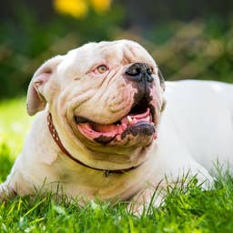 Owner Asks for Advice as Rescued American Bulldog Battles Cancer ...