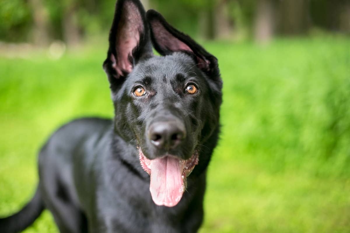 German Shepherds: Cute Photos, Smart Dogs, and Fun Facts - Parade Pets
