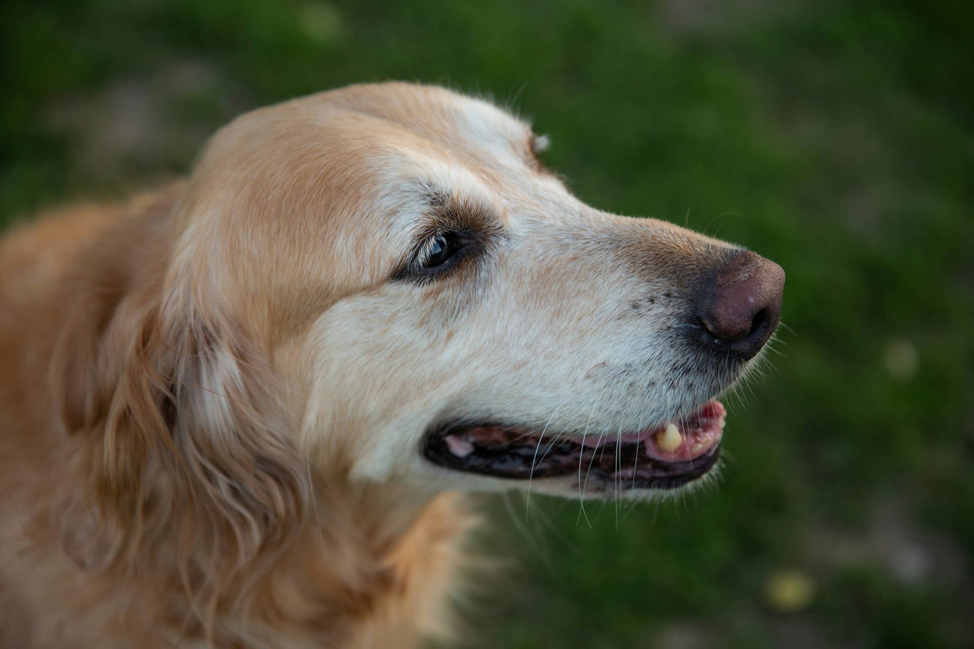 Senior Golden Retriever Gets Her Own Built-In Pool — and Her First Dip ...