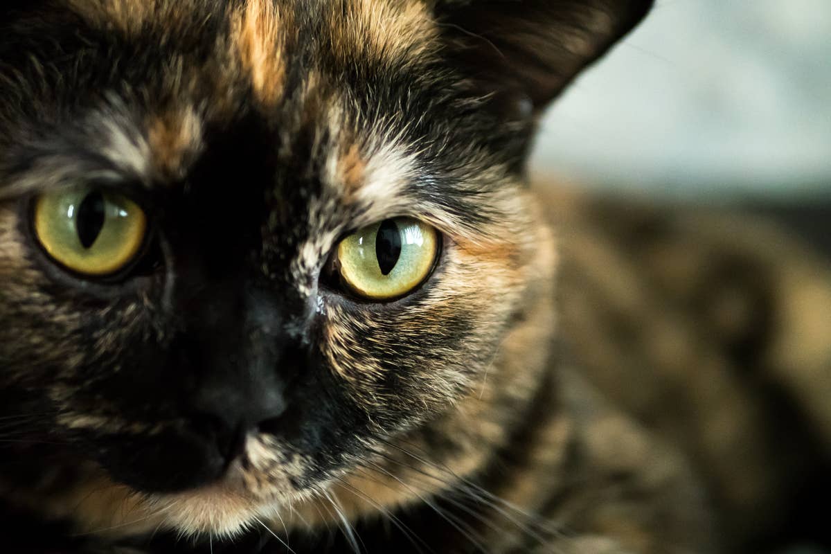 Big Tortoiseshell Cat Tips Tree After One Too Many Treats - Parade Pets