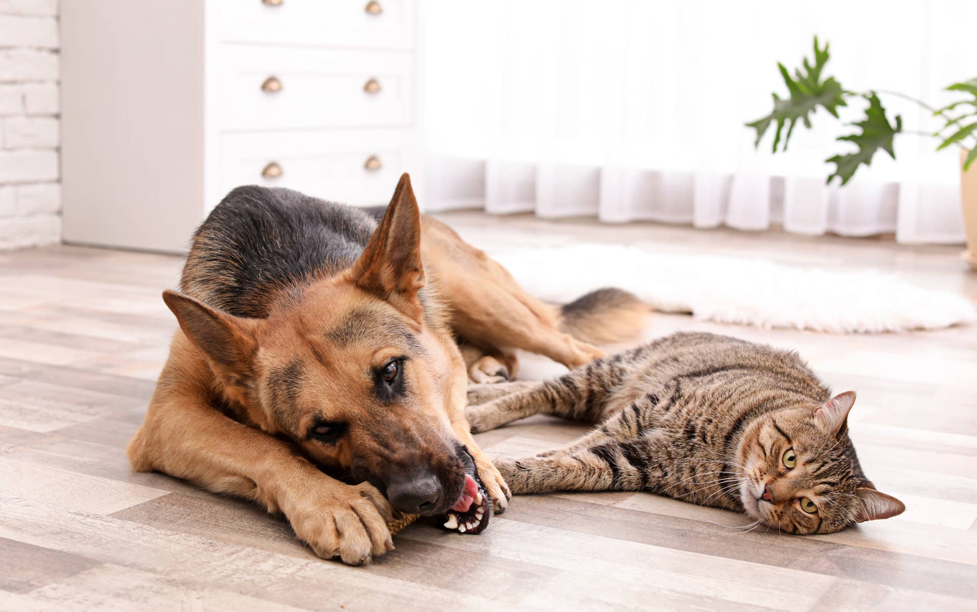 Russian Blue Enjoys Unexpected Snuggle With German Shepherd - Parade Pets