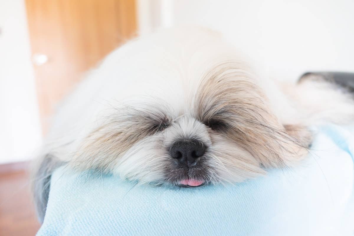 Shih-Tzu - Parade Pets
