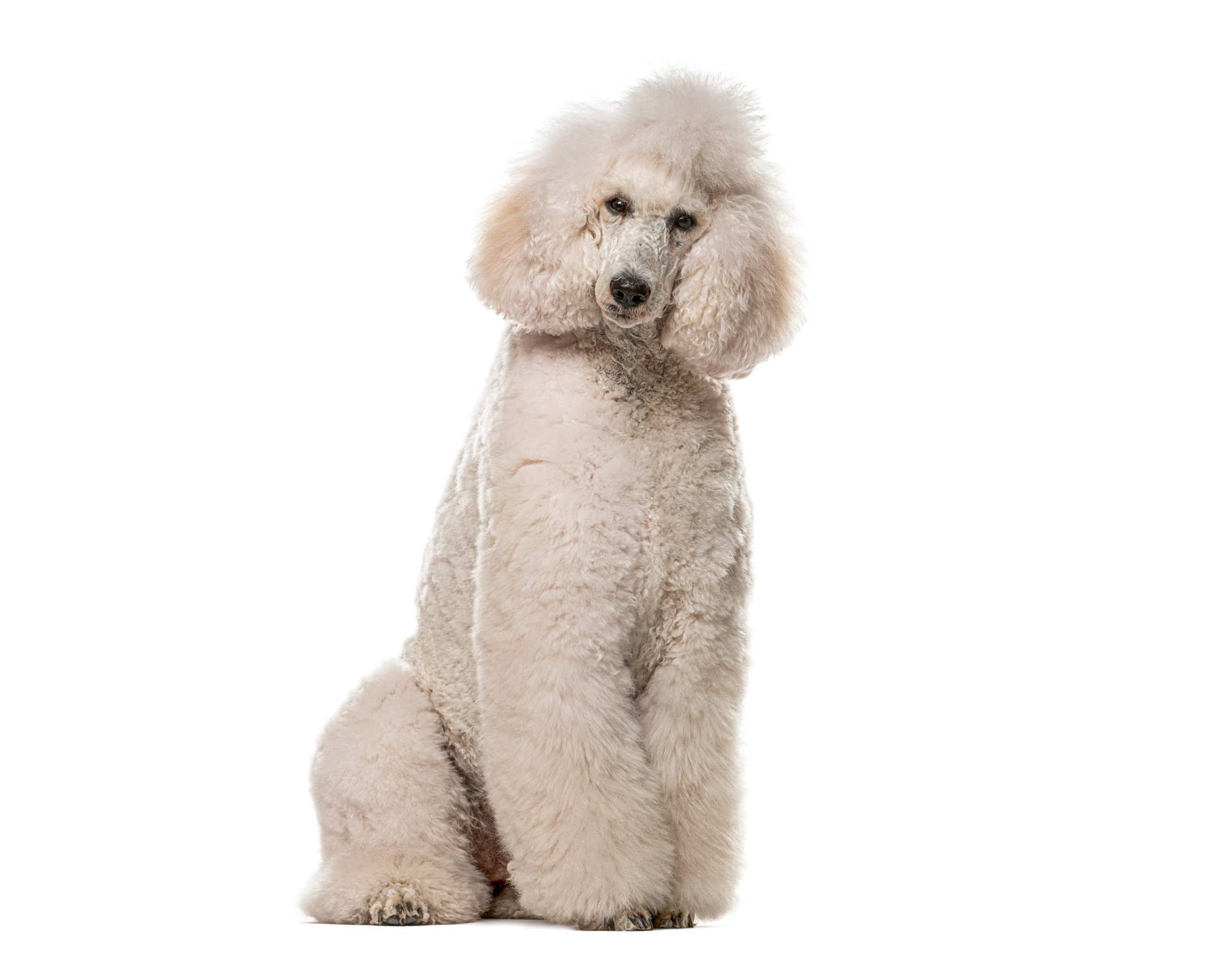 Pet and Animal News - Parade Pets