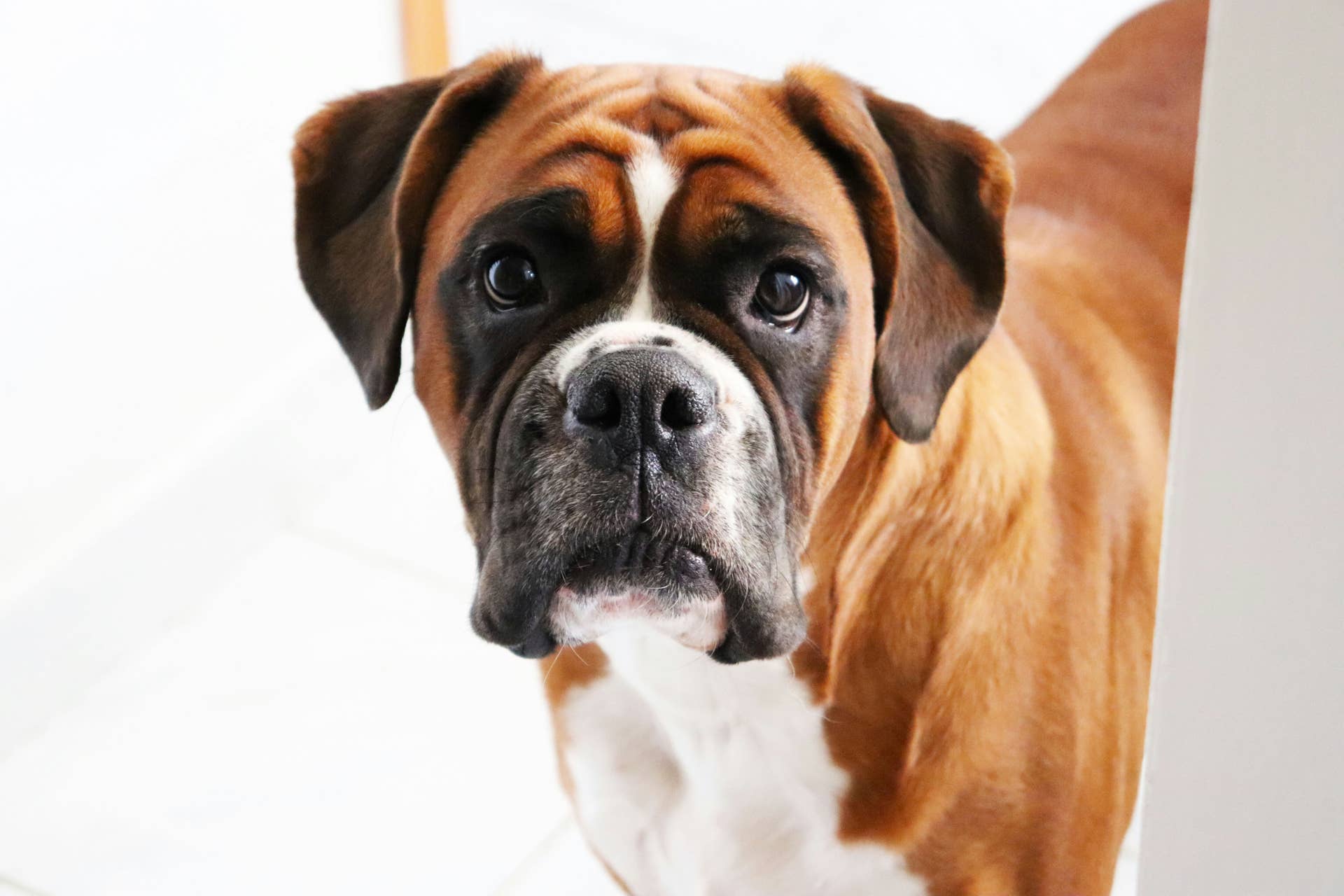 Boxer - Parade Pets
