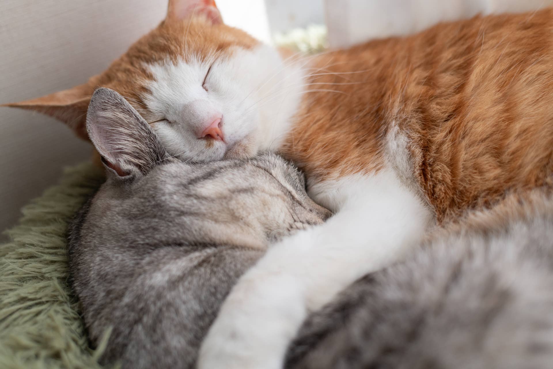 Man With Only $11 Fed His Cats Over Himself—Nearly 100 Rescued Cats ...