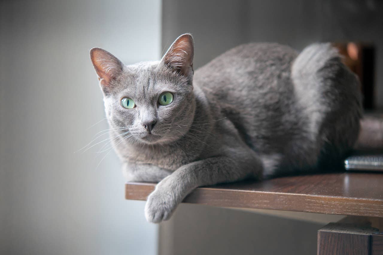 Grey Cat Breeds: 8 Calm, Family-Friendly Picks Vets Love - Parade Pets