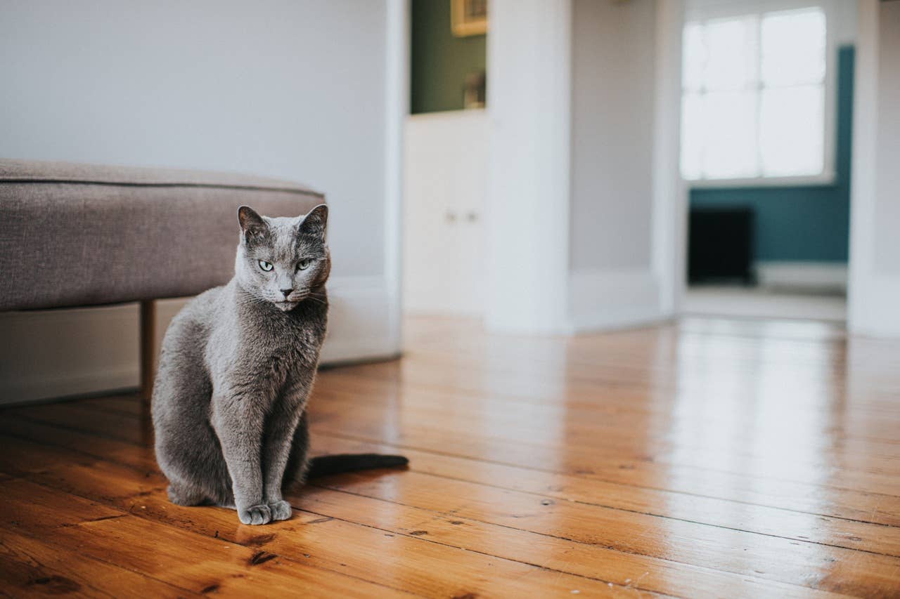 Grey Cat Breeds: 8 Calm, Family-Friendly Picks Vets Love - Parade Pets