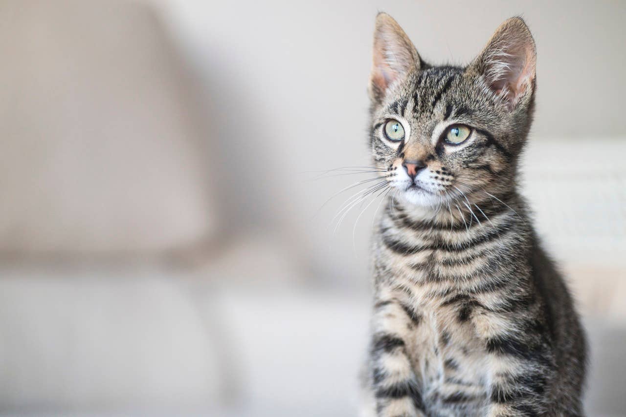 Grey Cat Breeds: 8 Calm, Family-Friendly Picks Vets Love - Parade Pets