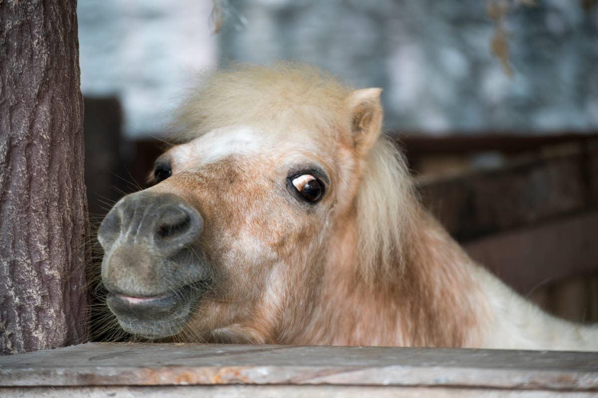 Tiny Mini Horse's Adorable Gallop Is Cuteness Overload - Parade Pets