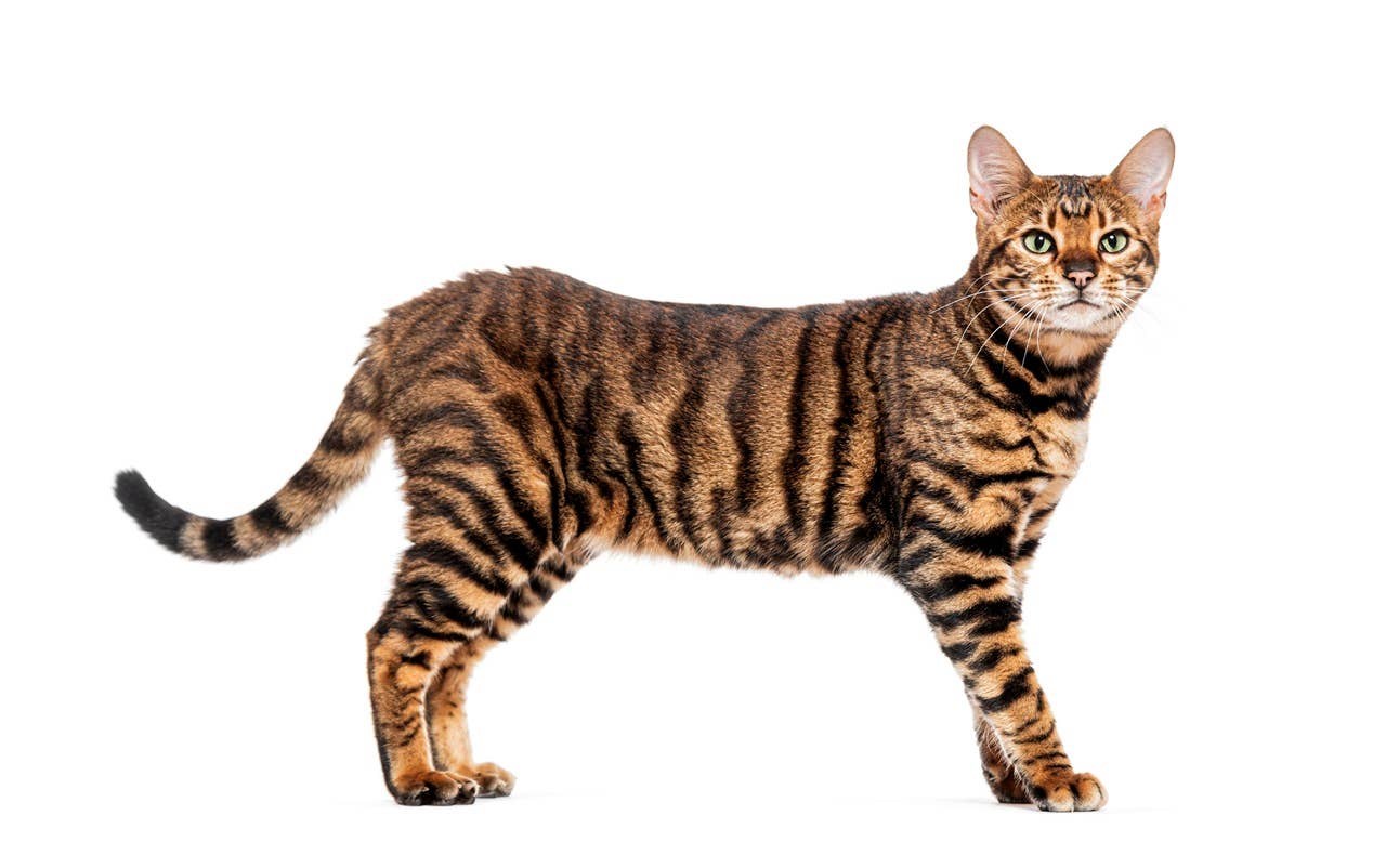 7 Orange Cat Breeds with Playful Personalities, Vets Recommend - Parade ...