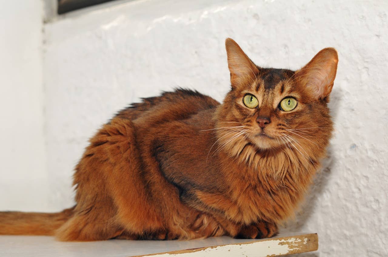 7 Orange Cat Breeds with Playful Personalities, Vets Recommend - Parade ...