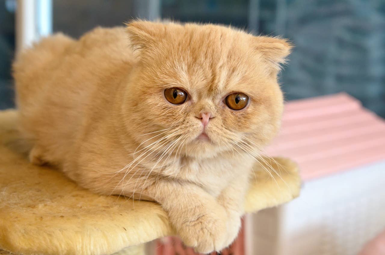 7 Orange Cat Breeds with Playful Personalities, Vets Recommend - Parade ...