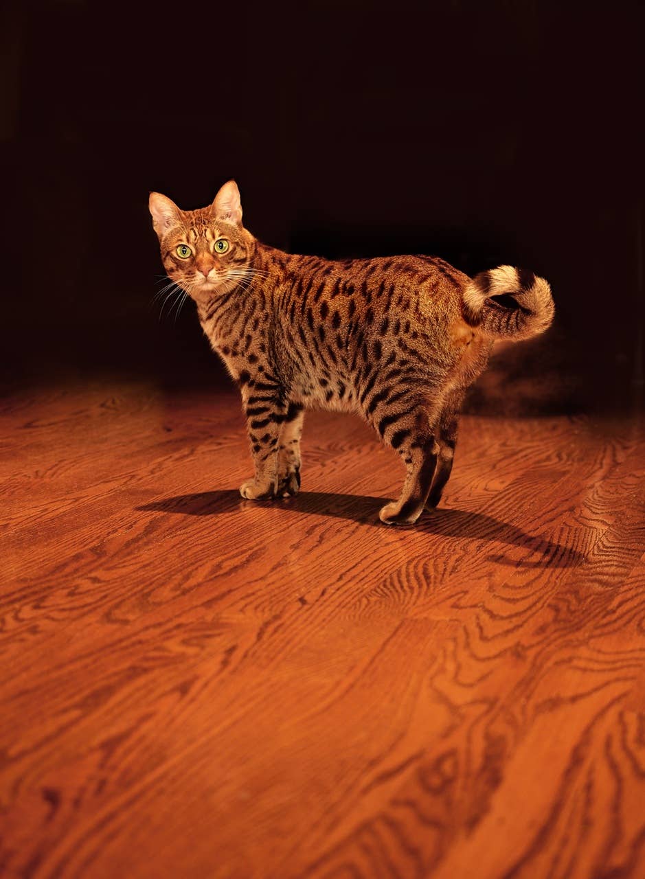7 Orange Cat Breeds with Playful Personalities, Vets Recommend - Parade ...