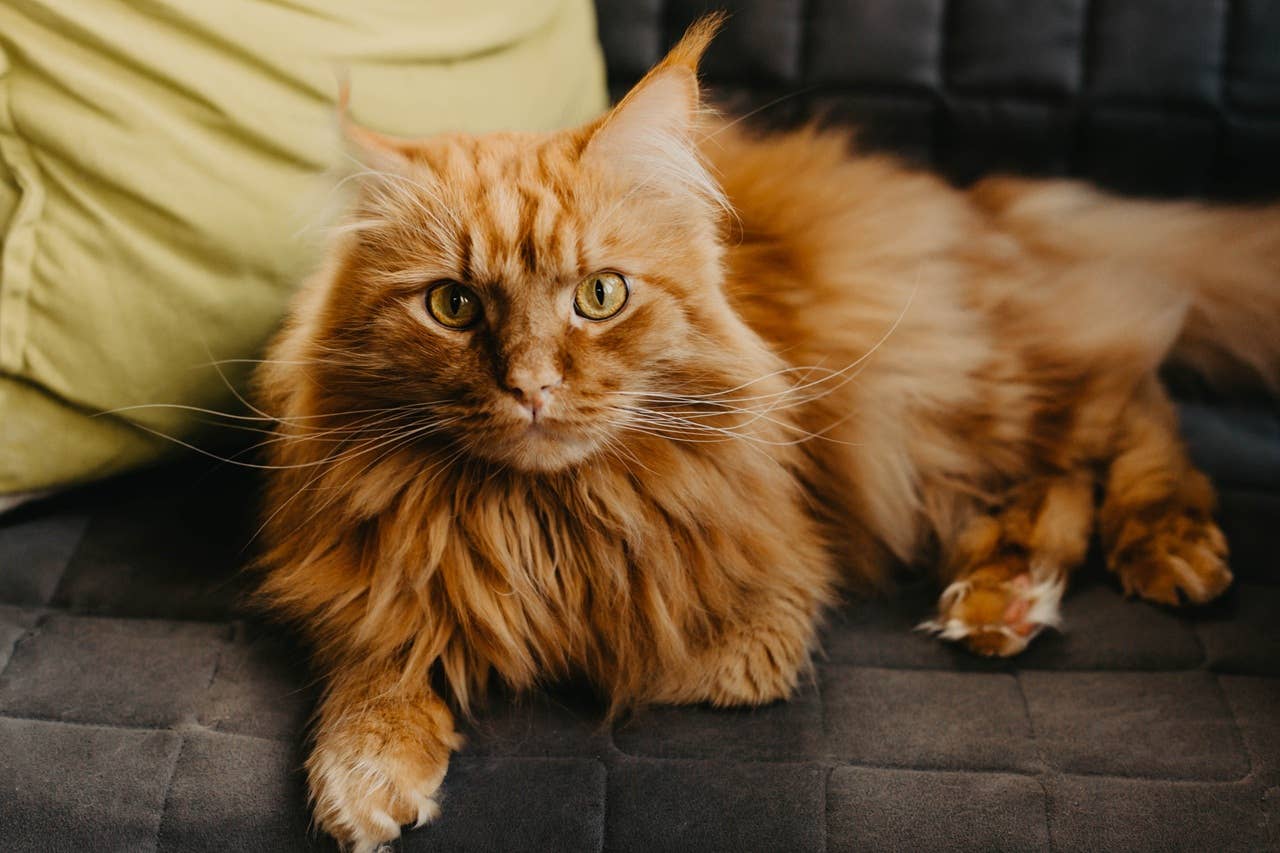 7 Orange Cat Breeds with Playful Personalities, Vets Recommend - Parade ...
