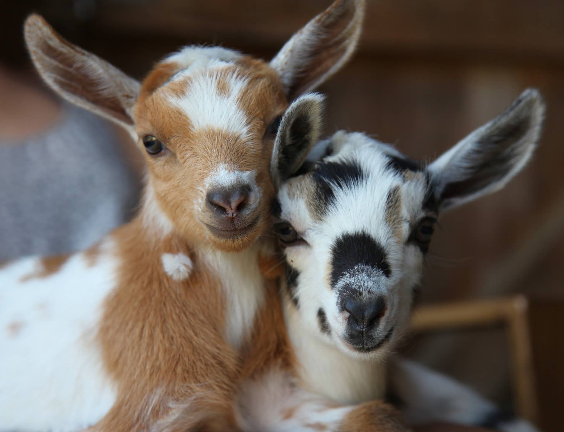 Unlicensed Baby Goat Massage Therapists Have Us in Stitches - Parade Pets