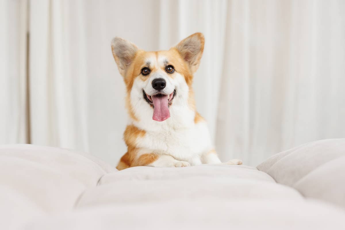Corgis: Cute Photos, Funny Moments, and Playful Charm - Parade Pets