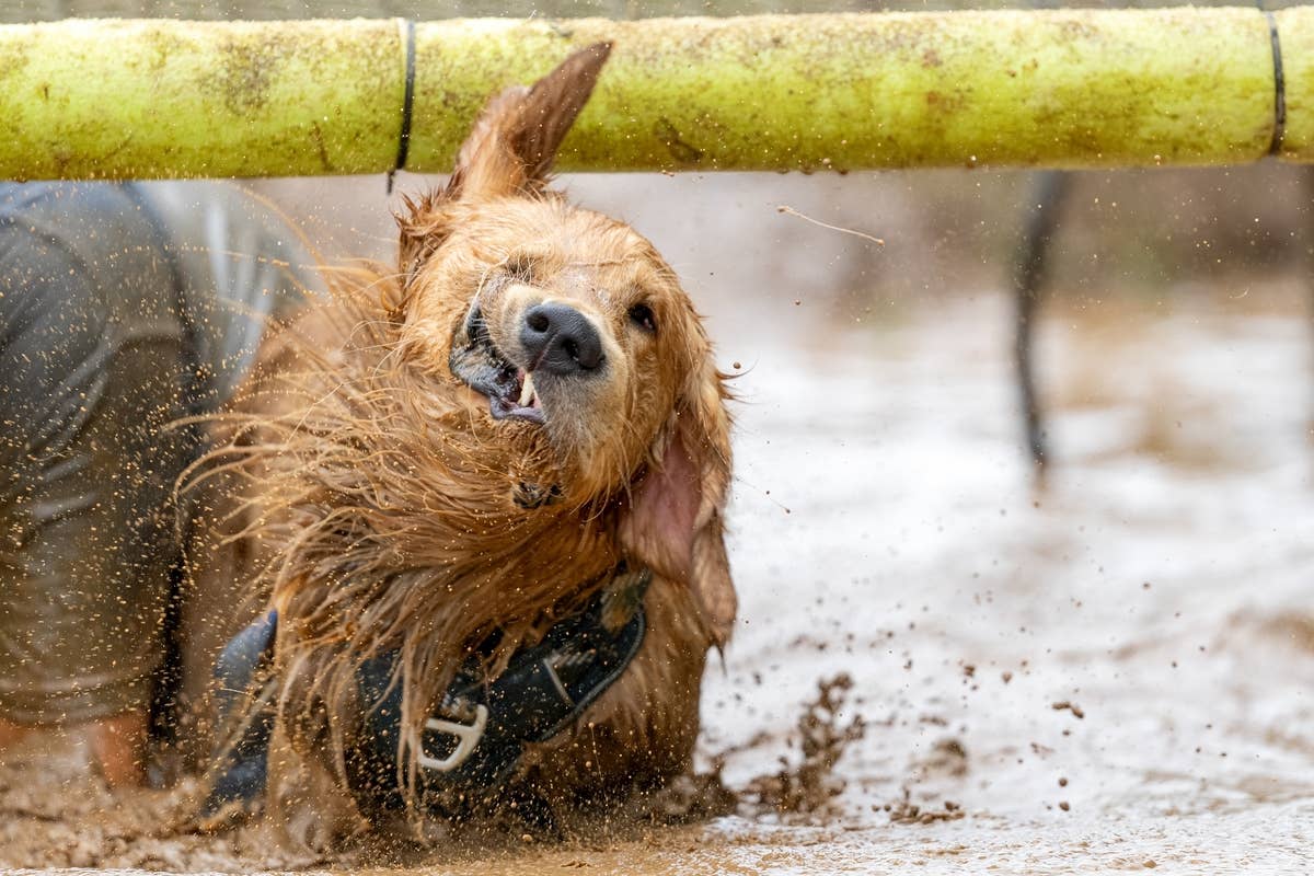 Mud-Soaked Golden Retriever Breaks Free During Bath and Does the Worst ...