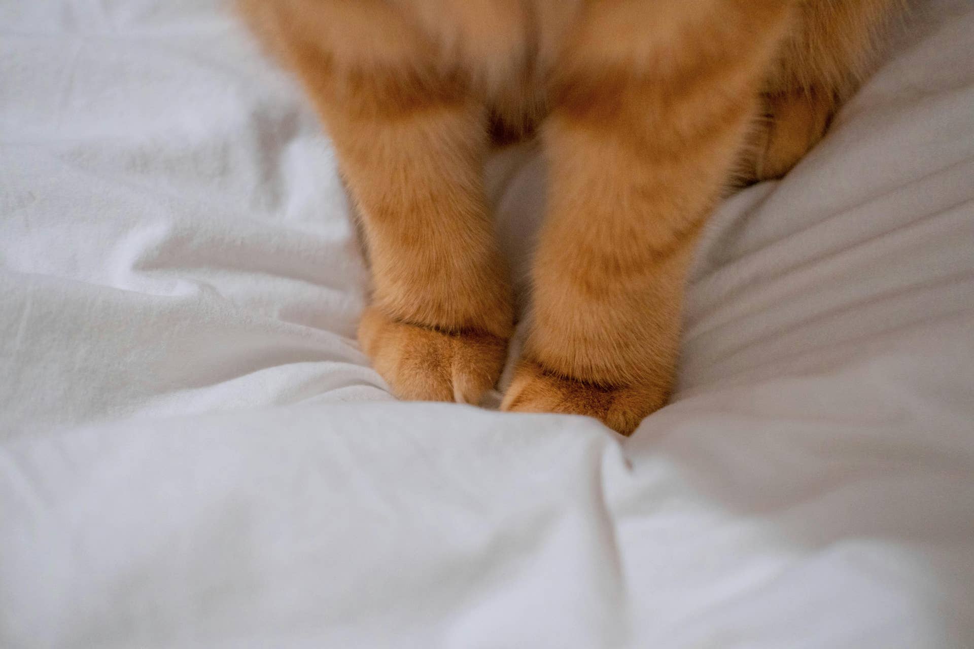 This Baby and 'Her' Orange Cat Share the Sweetest Bond and It’s Melting ...