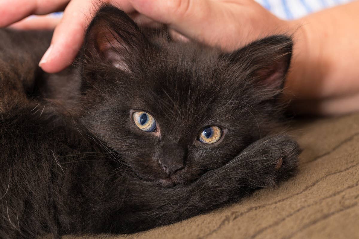 How to Tell If Your Cat Actually Likes Cuddling, According to a Pet ...
