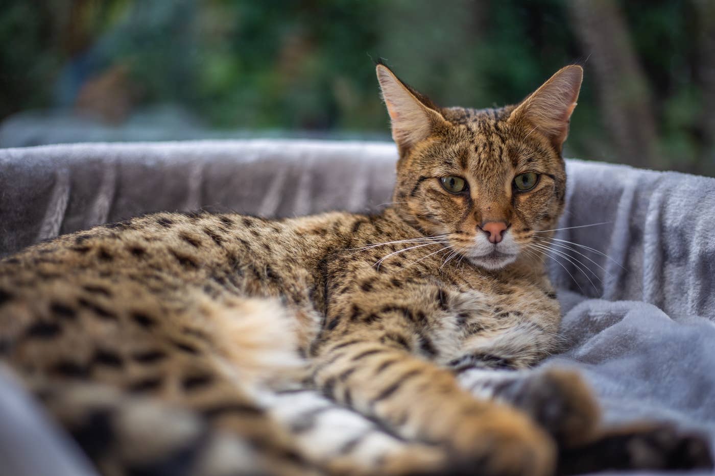 Huge Savannah Cat and Maine Coon Brother Are True Big Cats - Parade Pets