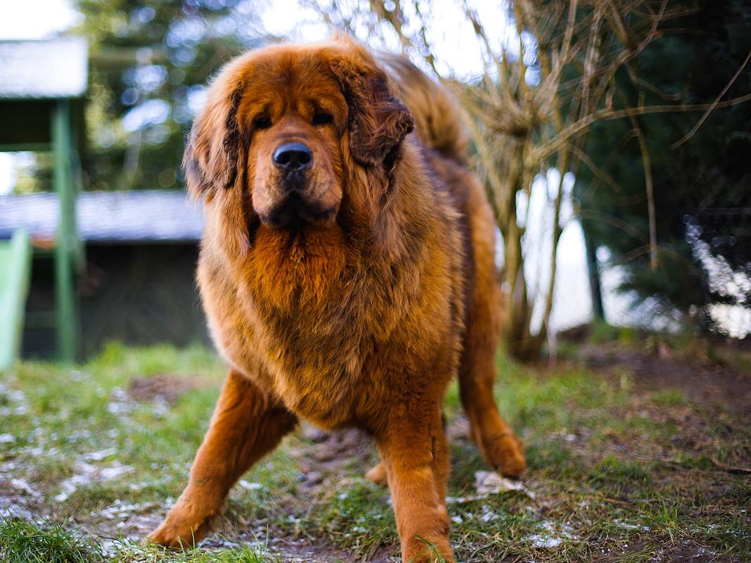 Gigantic Tibetan Mastiff Meets a Tiny Chihuahua and Immediately Tries ...