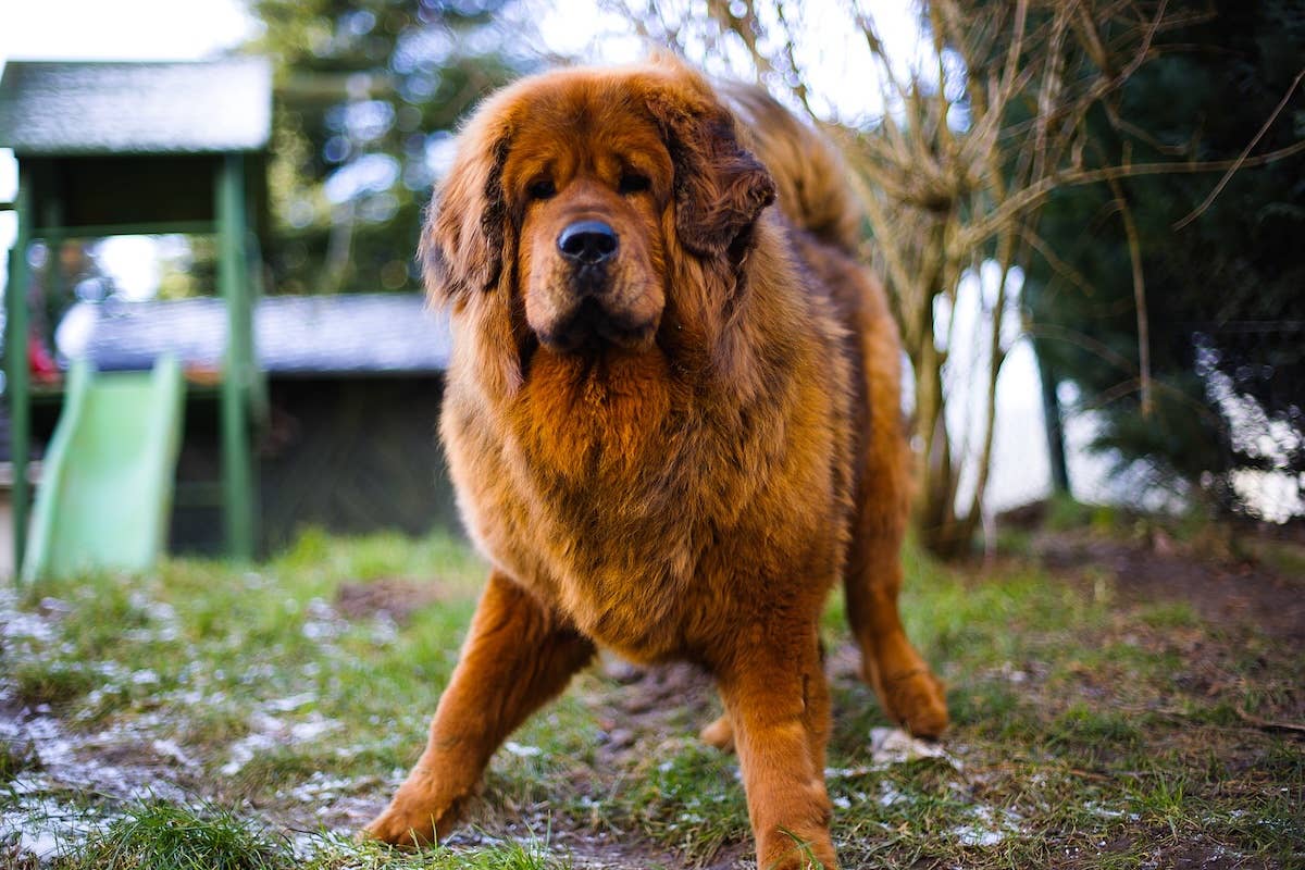 Gigantic Tibetan Mastiff Meets a Tiny Chihuahua and Immediately Tries ...