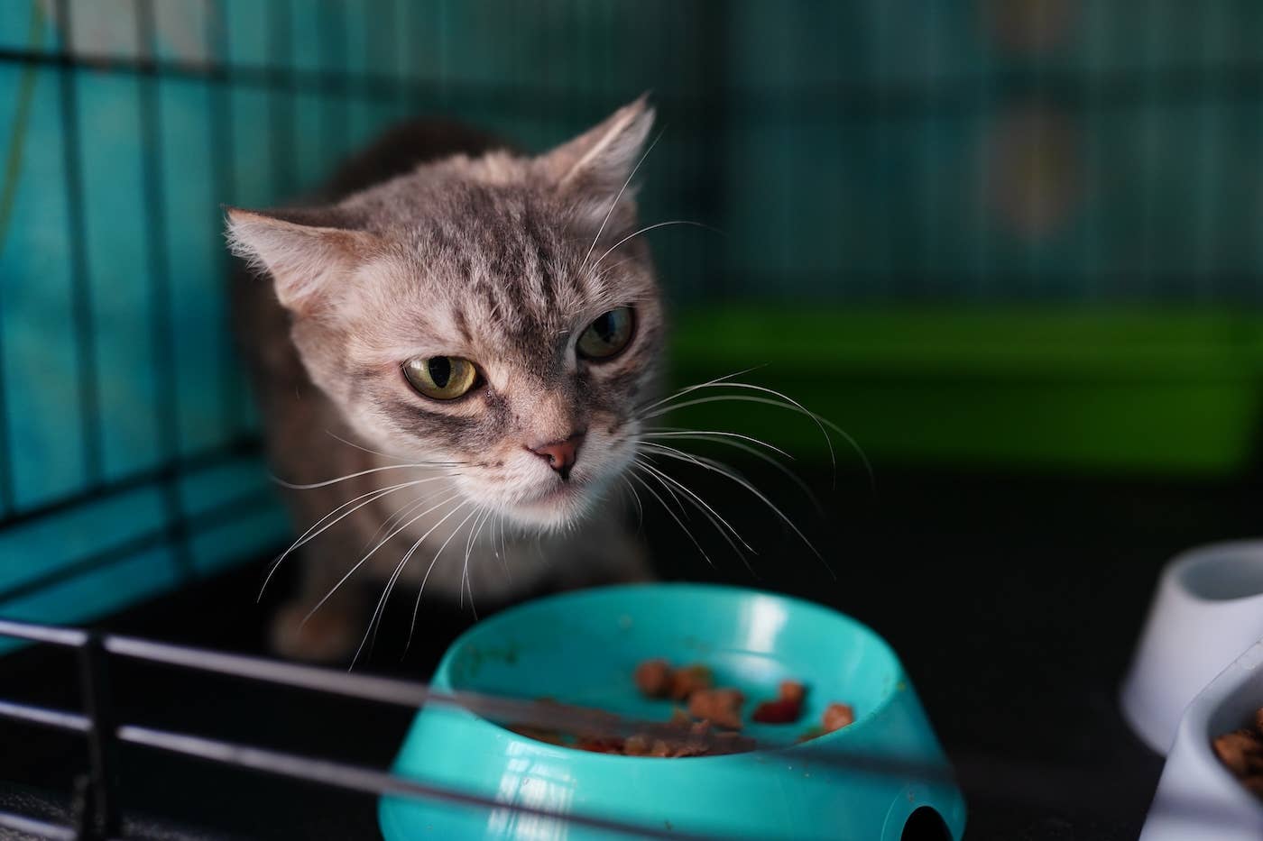 Couple Walks Into Shelter to Adopt Cat—Then Get an Unexpected Surprise ...