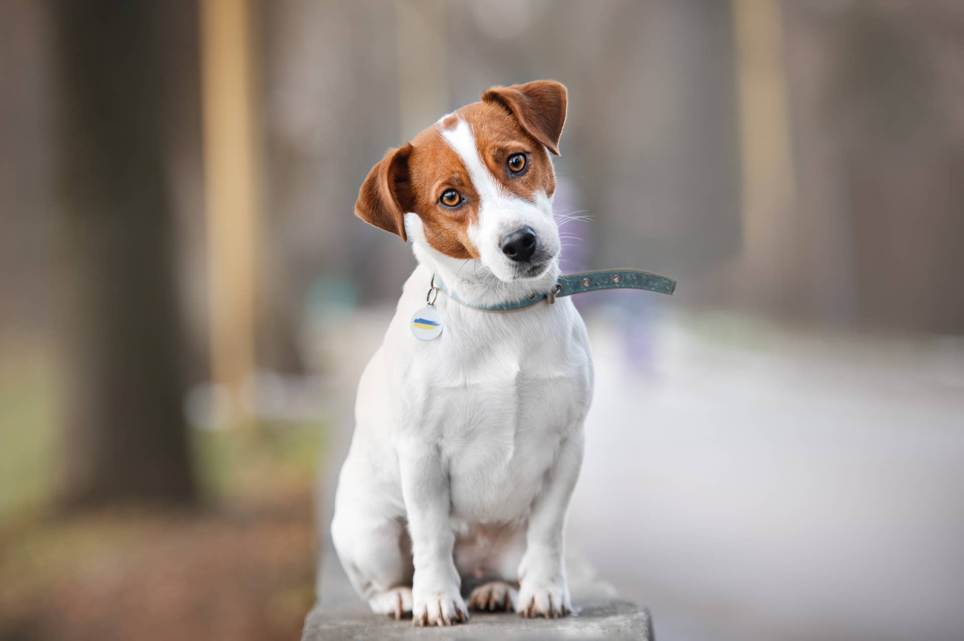 Jack Russell Terrier Gets Stuck on 13th-Floor Window Ledge -- How She ...