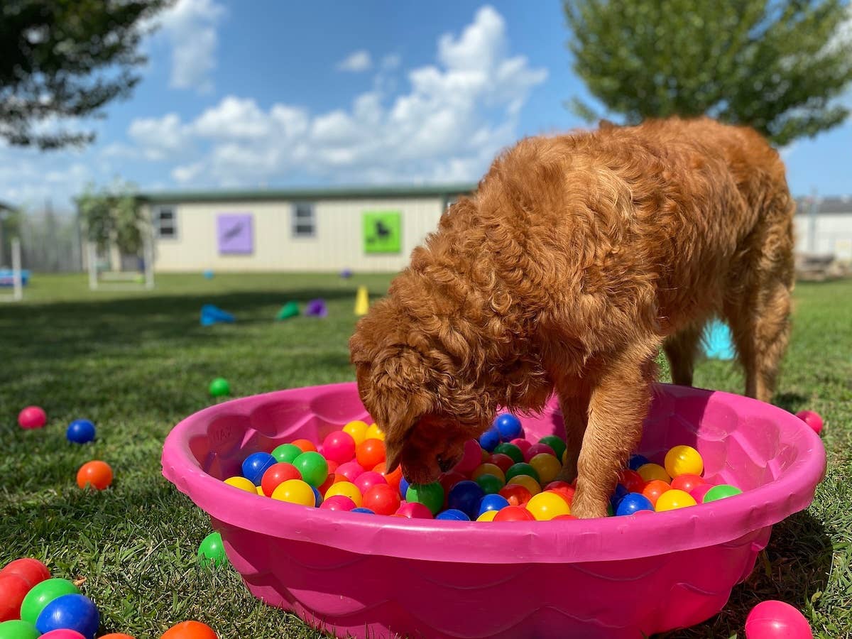 Mud-Soaked Golden Retriever Breaks Free During Bath and Does the Worst ...