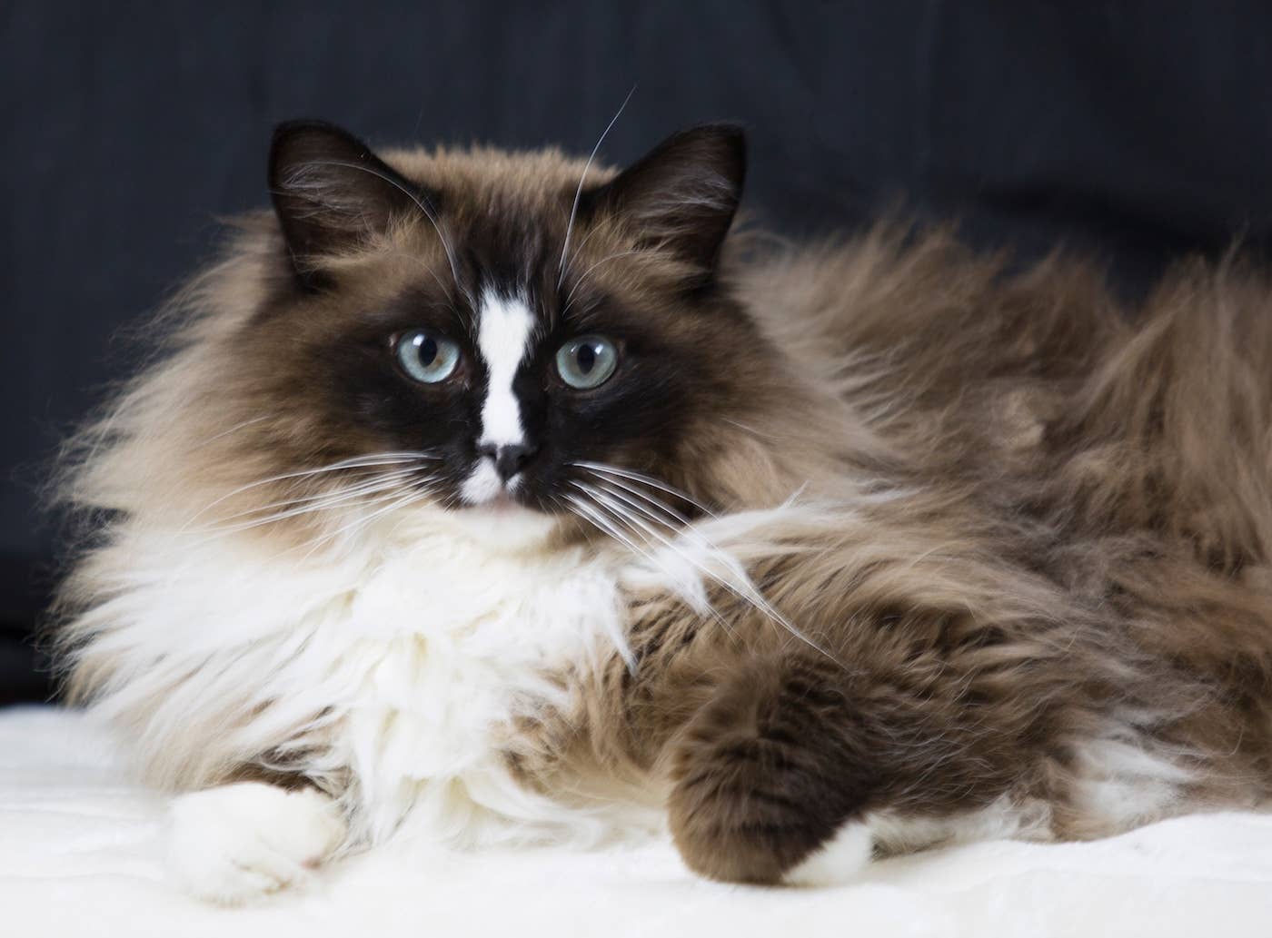 Rare Brown Ragdoll Kitten Looks Like a Half-Baked Brownie - Parade Pets