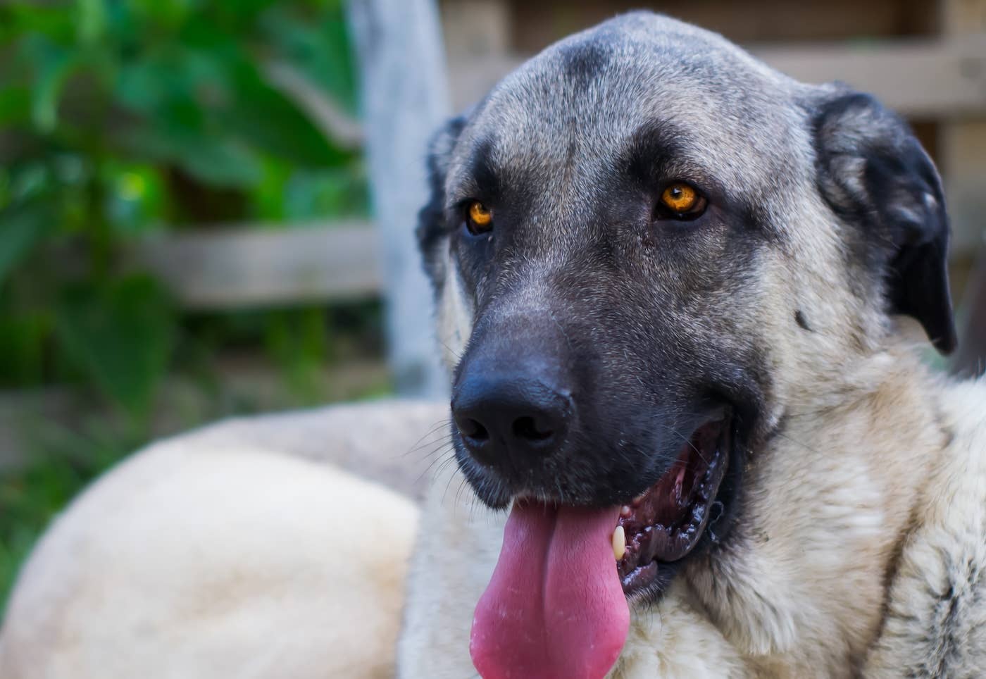Anatolian Shepherd Puppy Makes Border Collie Look Tiny - Parade Pets