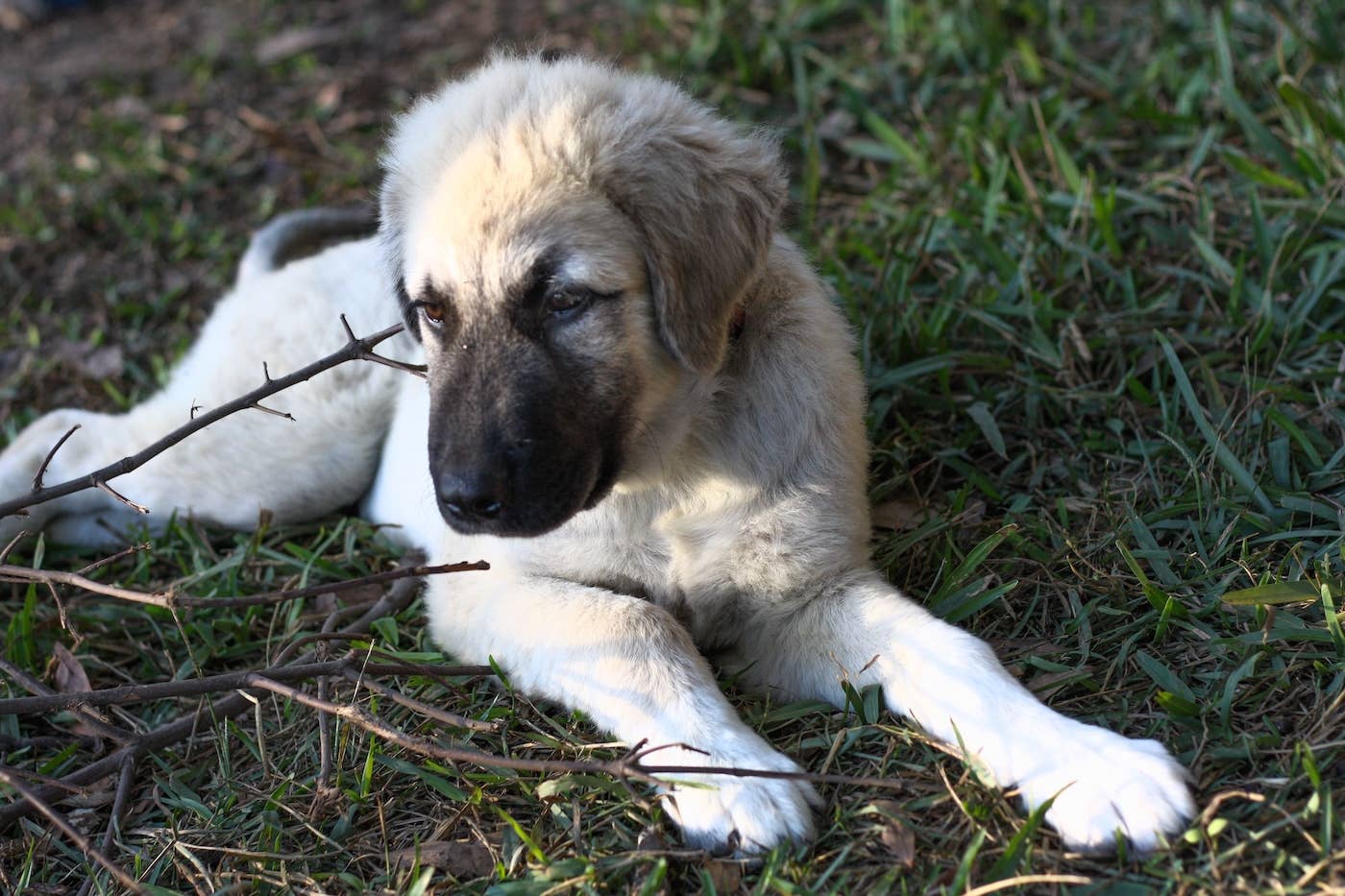 Anatolian Shepherd Puppy Makes Border Collie Look Tiny - Parade Pets