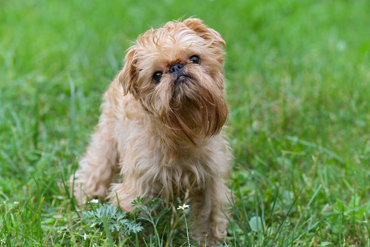 6 Ewok-Like Dog Breeds That Make Surprisingly Great Pets - Parade Pets
