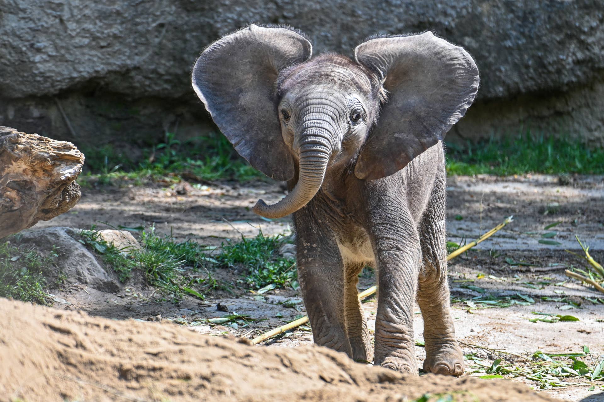 National Zoo Welcomes First Elephant Calf in Over 25 Years—and She’s ...