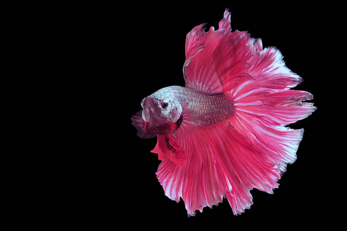 Stunning Pink Orchid Betta Fish Has Everyone Saying He’s Just a Girl ...