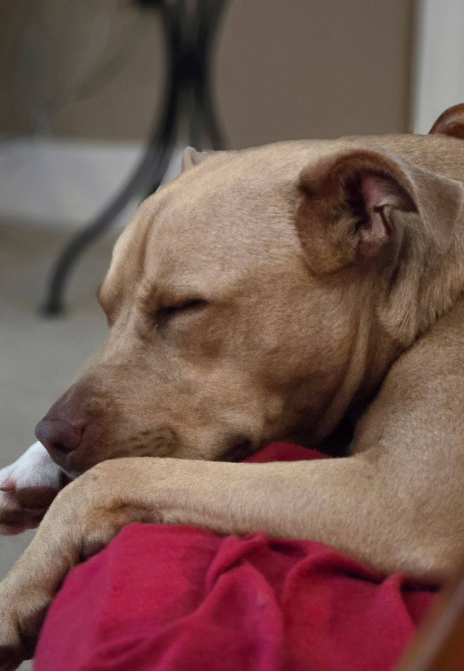Rescue Pit Bull Adopted After Viral Photo Changes Her Life - Parade Pets