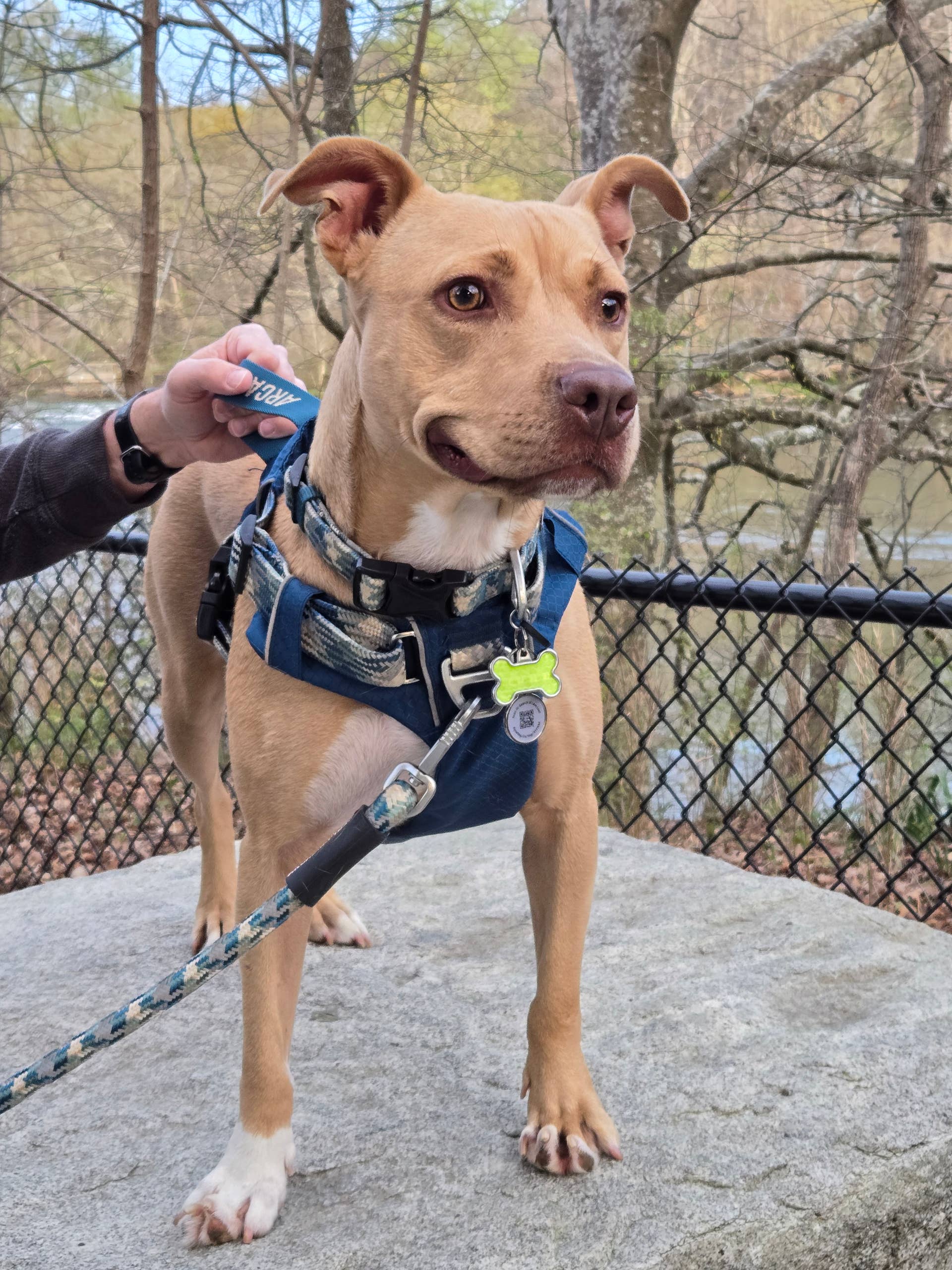 Rescue Pit Bull Adopted After Viral Photo Changes Her Life - Parade Pets