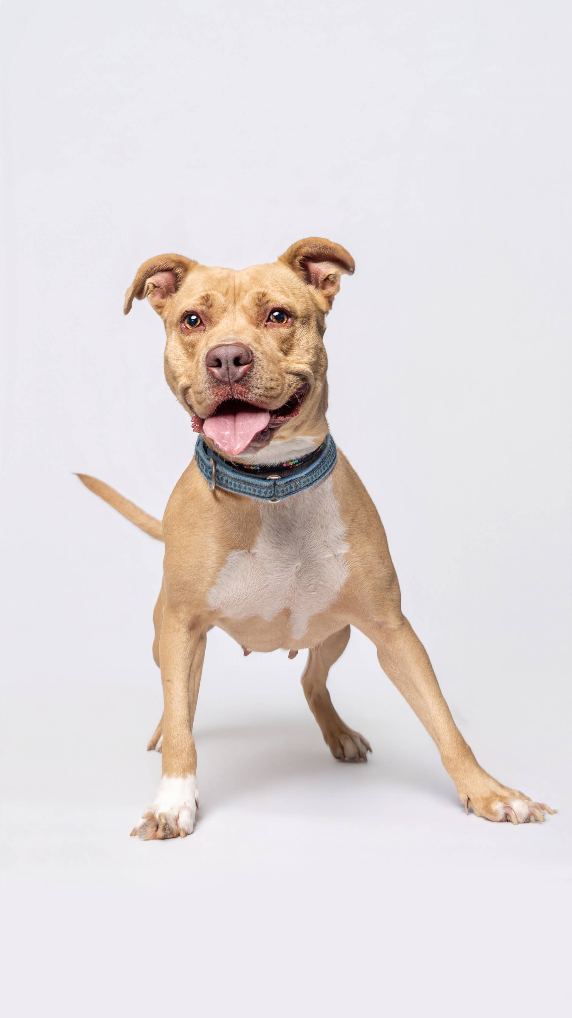 Rescue Pit Bull Adopted After Viral Photo Changes Her Life - Parade Pets