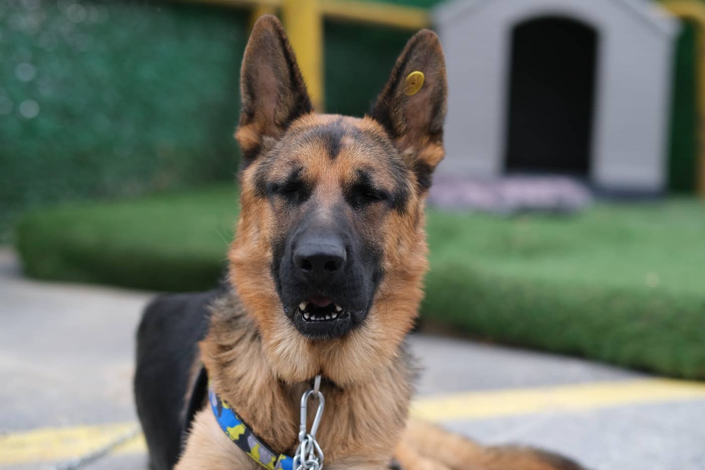 Rescue German Shepherd’s Transformation Highlights 3-3-3 Rule - Parade Pets