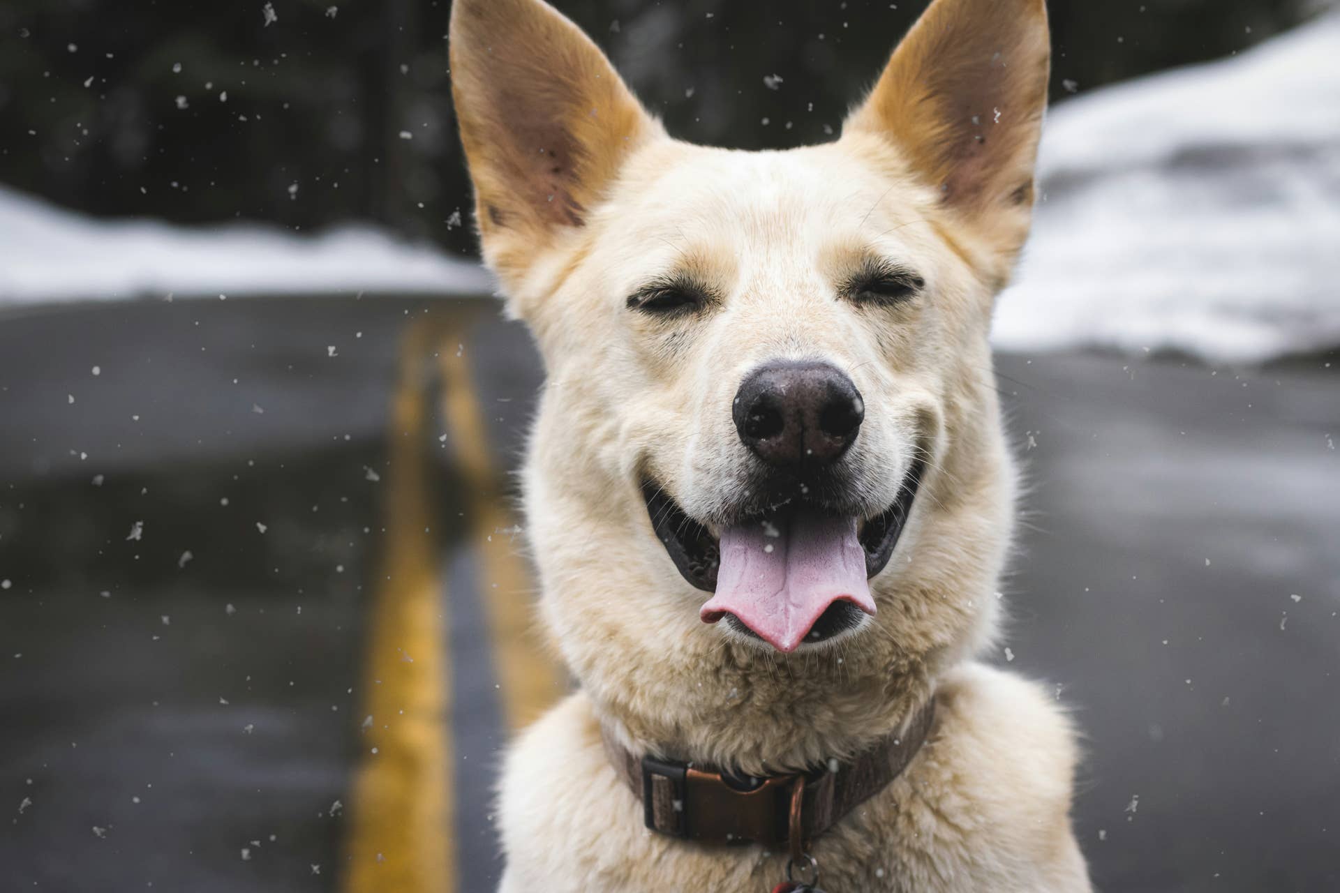 Street Dog 'Pushed Out of Her Pack' Now Waits for Forever Home - Parade ...