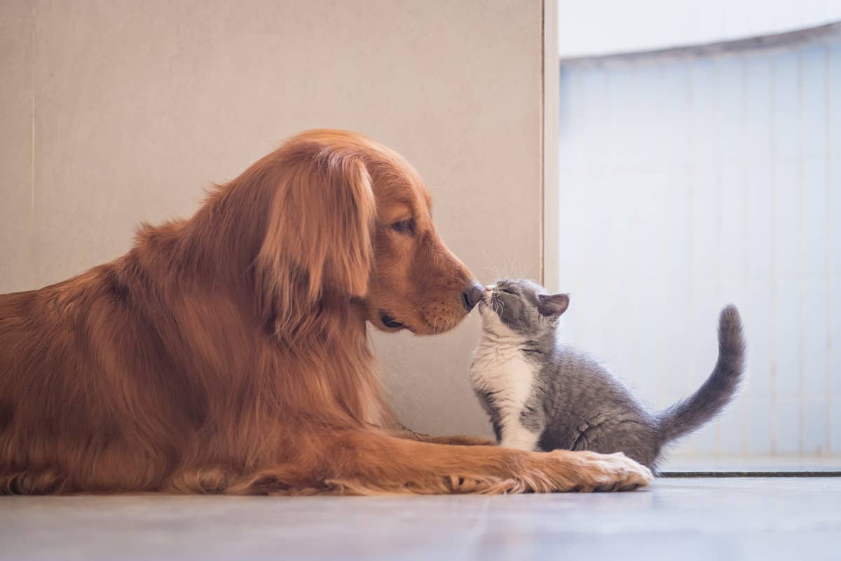 Golden Retriever's Gentle Reaction to a Tiny Kitten Is Stealing Hearts ...